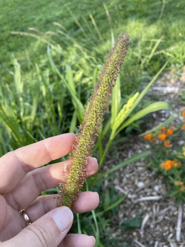 yellow foxtail from Artesian Ln, Madison, WI, US on August 23, 2023 at ...