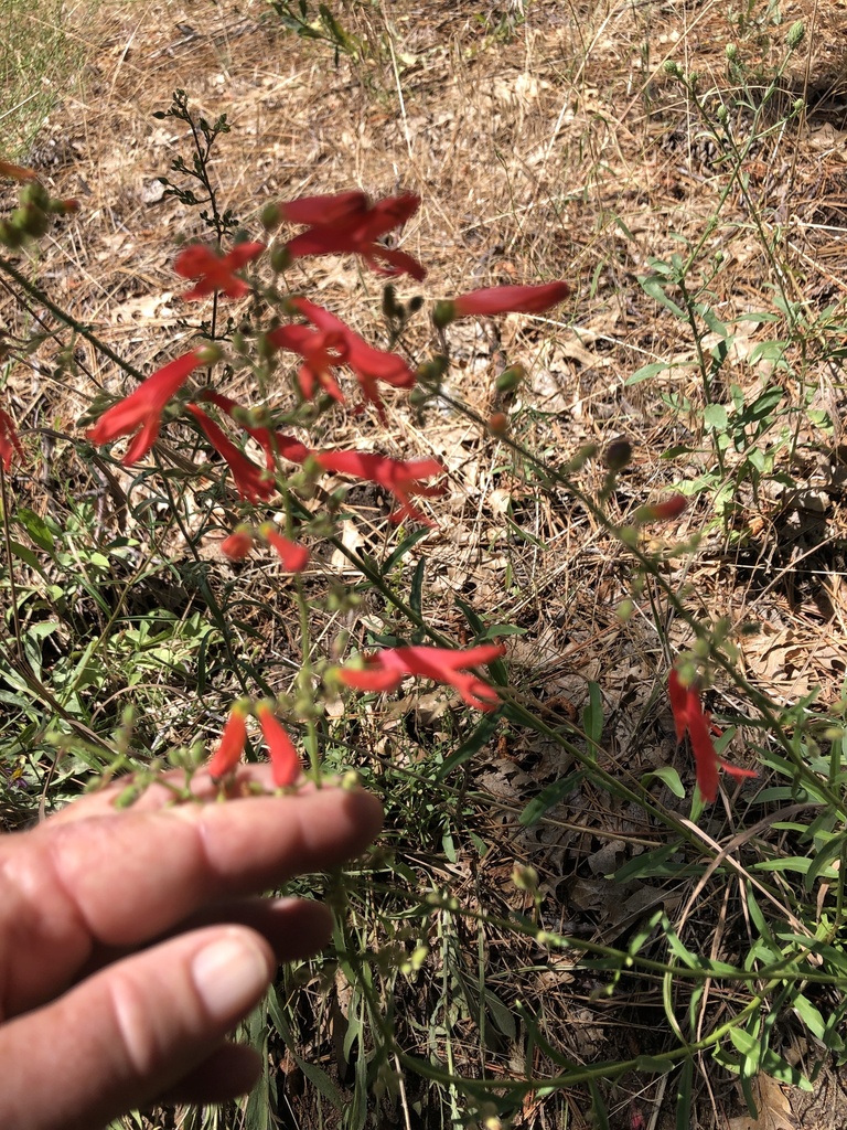 Bridges' penstemon from Cleveland National Forest, Julian, CA, US on ...