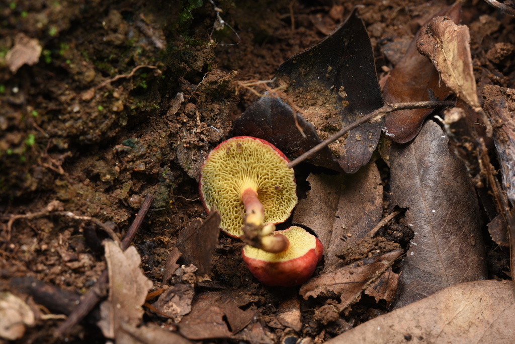 Boletellus in August 2023 by 桃子 · iNaturalist