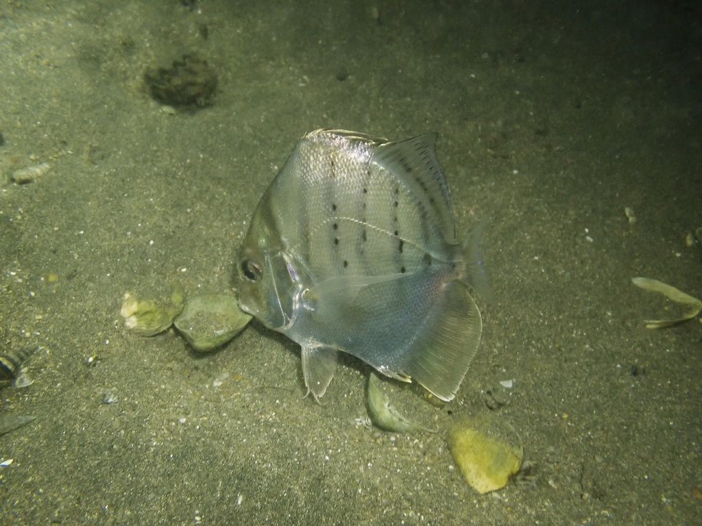 Banded Sicklefish from Tong Fuk Miu Wan, New Territories, HK on August ...