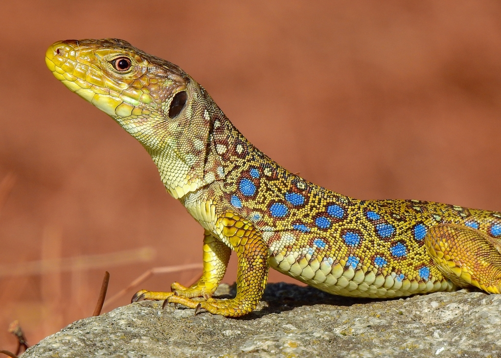 Ocellated lizard from 2810-262 Almada, Portugal on August 23, 2023 at ...