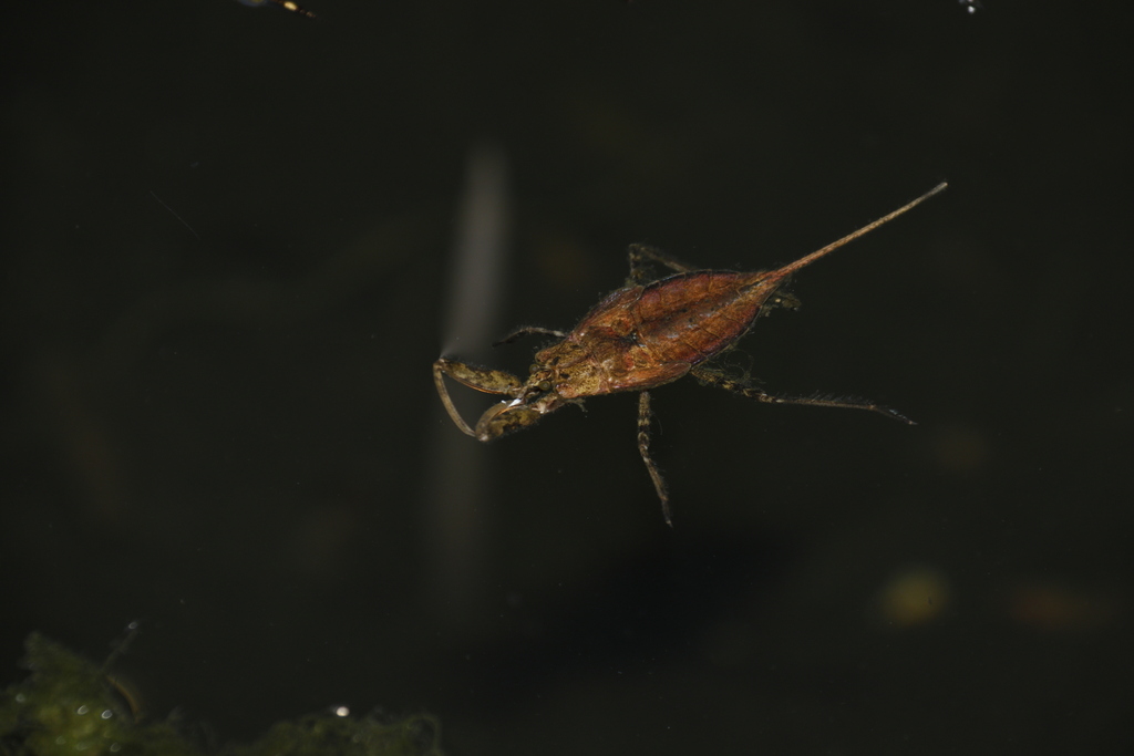 Laccotrephes grossus from 台灣南投縣 on August 8, 2023 at 07:42 PM by Mickey ...