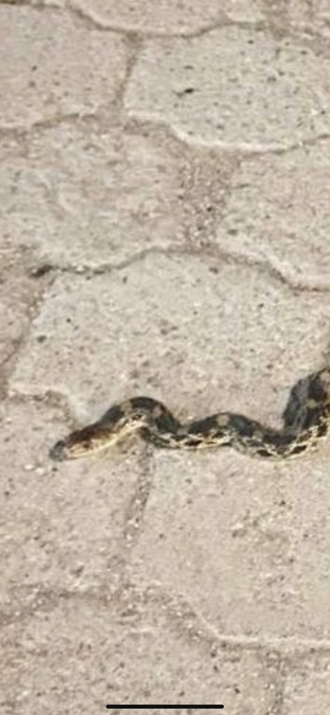 Mexican Bull Snake from Calle Caledonia, Irapuato, Gto., MX on August ...