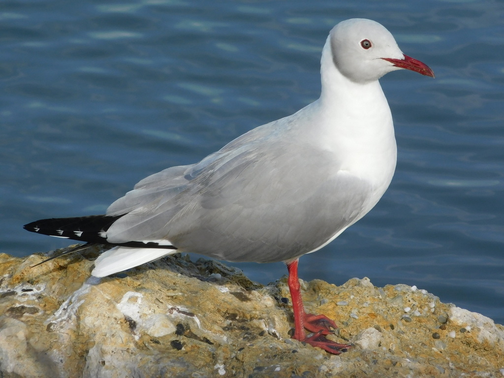 Grey-hooded Gull from Santa Elena Province, Ecuador on February 10 ...