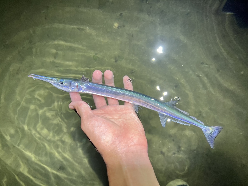 Crocodile Needlefish in August 2023 by Tse Chung Yi · iNaturalist