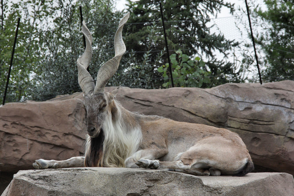 Markhor in July 2008 by Dennis White. Columbus Zoo and Aquarium ...