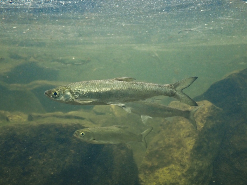 Sharpbelly (Hemiculter leucisculus) - Marine Life Identification