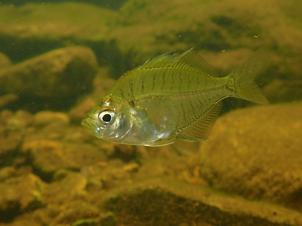 Siamese glassfish (Chanda ranga) - Marine Life Identification