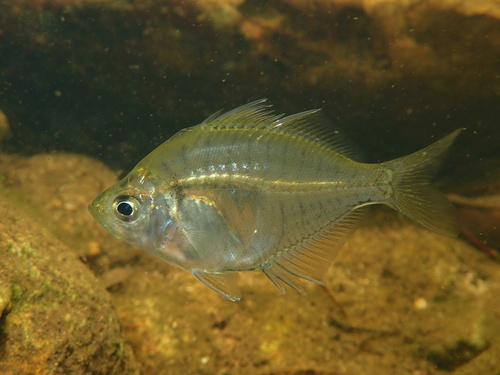 Indian Glassfish (Parambassis ranga) · iNaturalist