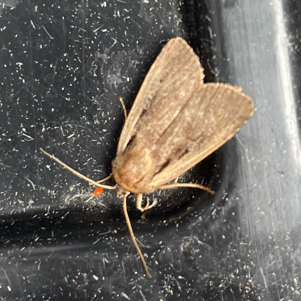 Flame-shouldered Dart from Peterborough on August 20, 2023 at 12:27 PM ...