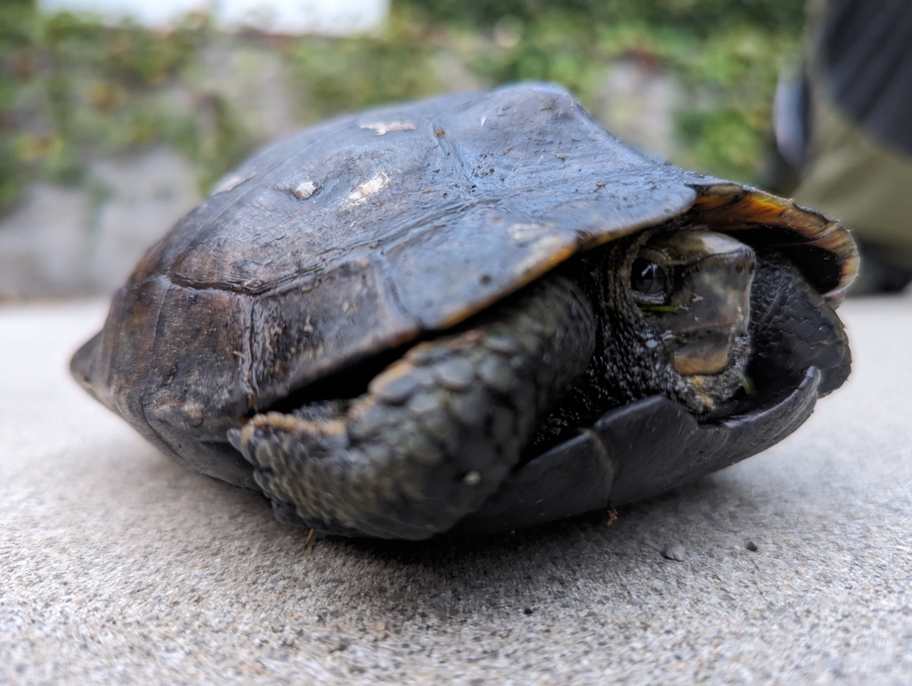 Japanese pond turtle in August 2023 by Dallin Kohler. Japanese pond ...