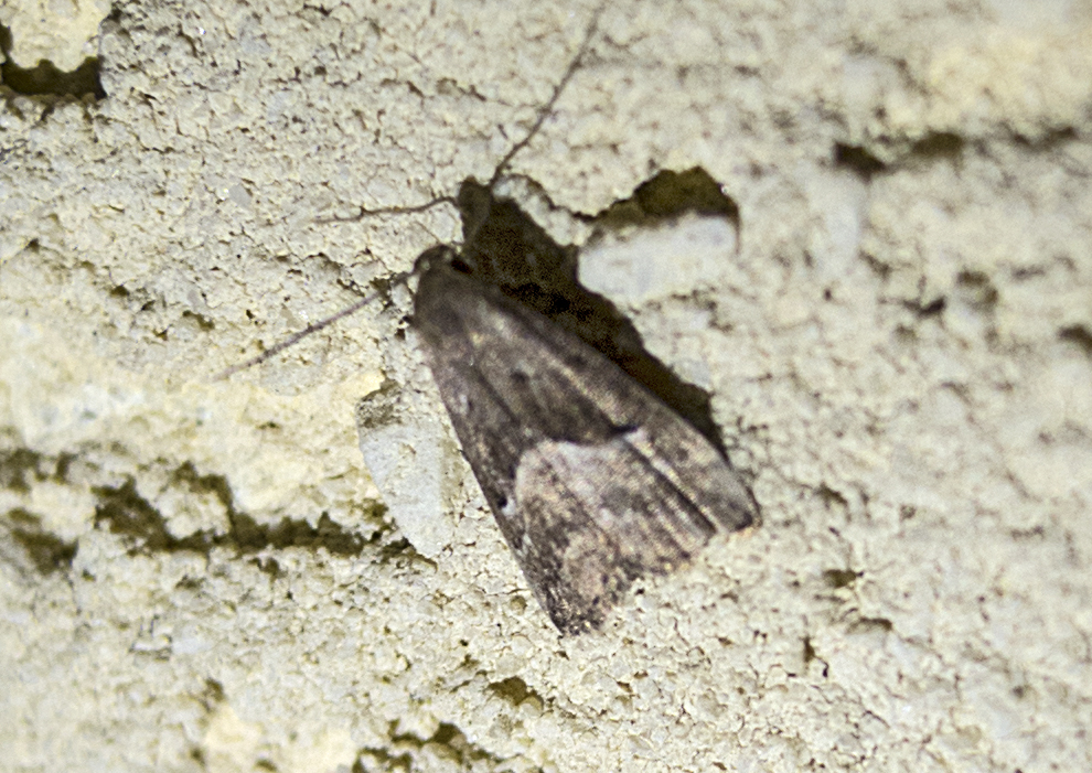 White-line Snout from Център, Болгария on August 21, 2023 at 11:33 PM ...