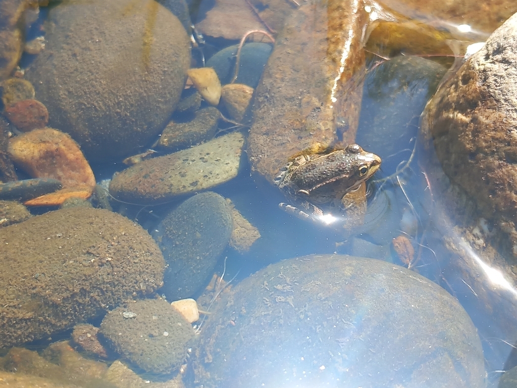 Typical Frogs from Travanca, 4690, Portugal on August 23, 2023 at 02:25 ...