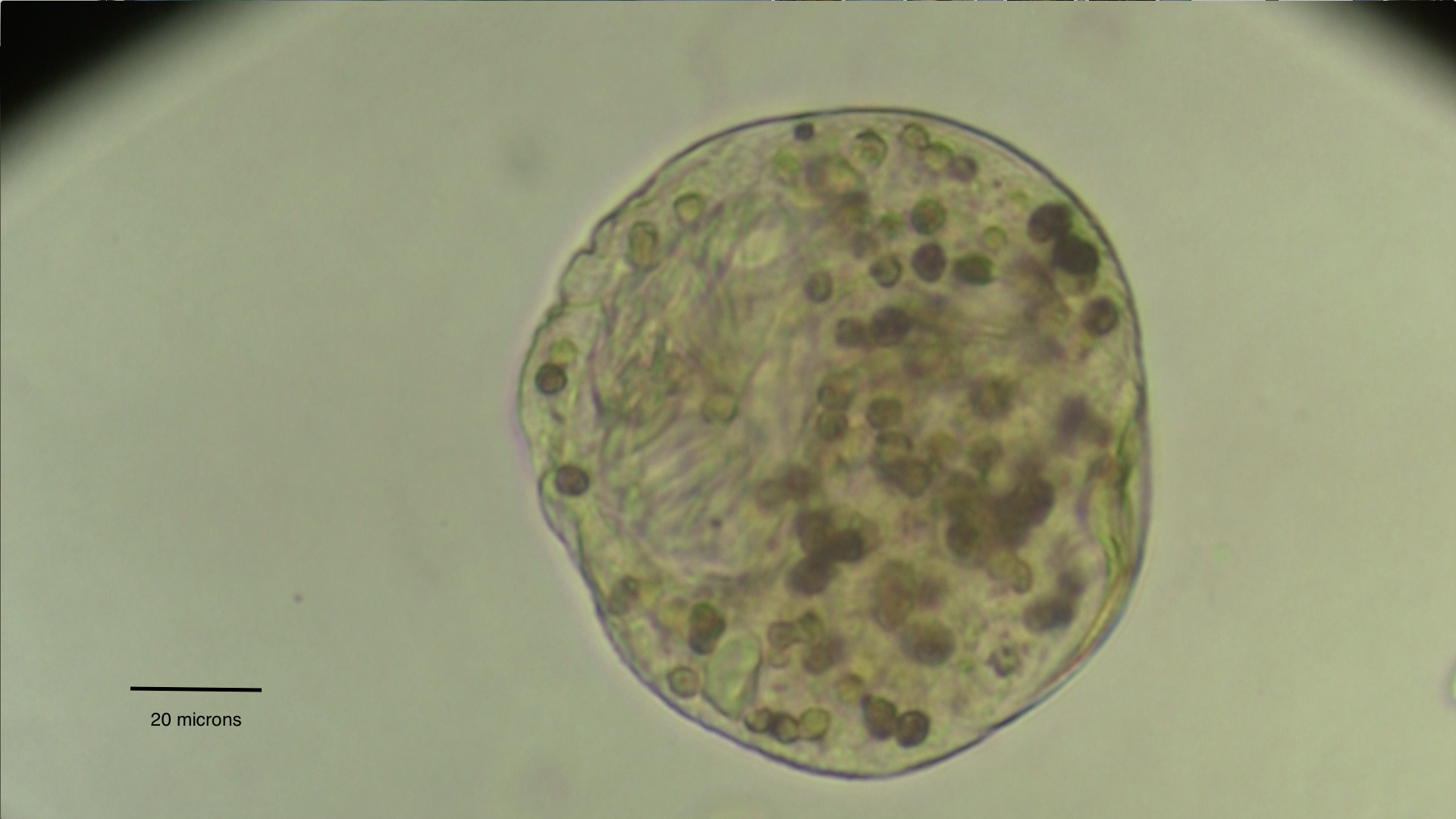 Campanella umbellaria (Linnaeus, 1758) Goldfuss, 1820