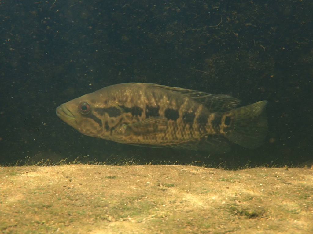 Jaguar Guapote in August 2023 by Tse Chung Yi · iNaturalist