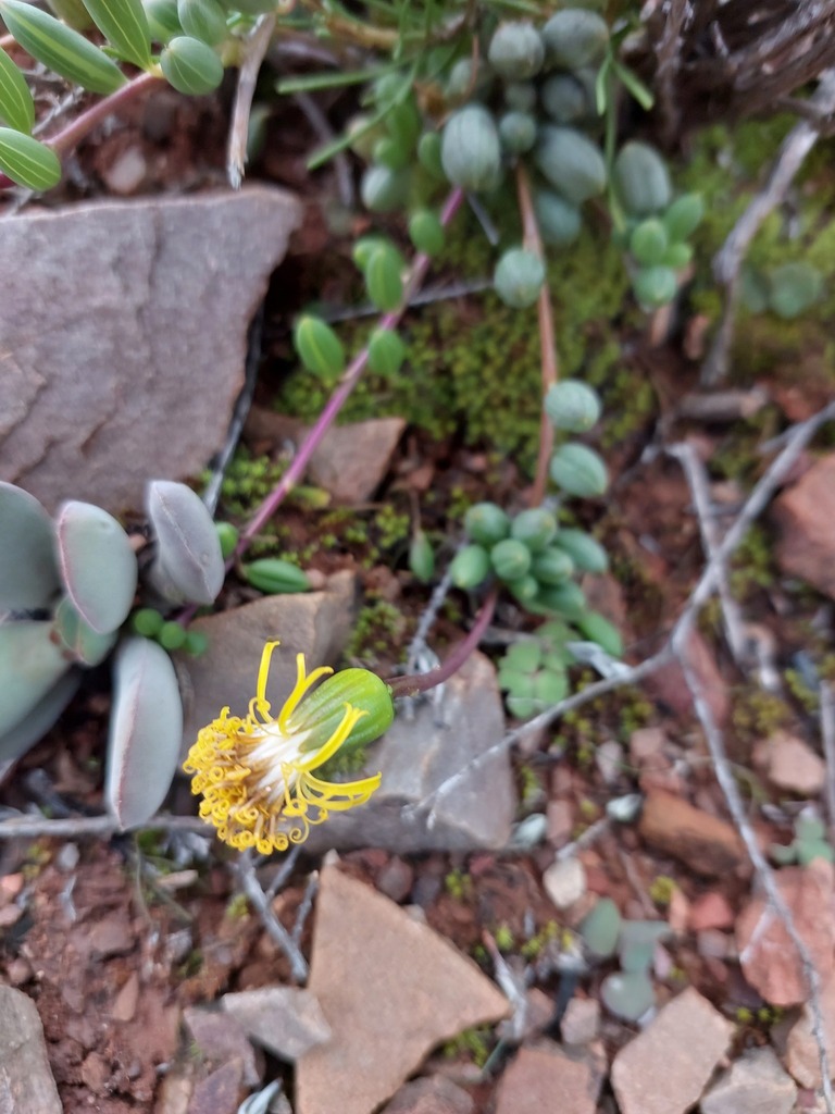 Toxic Beads from Overberg District Municipality, South Africa on August ...