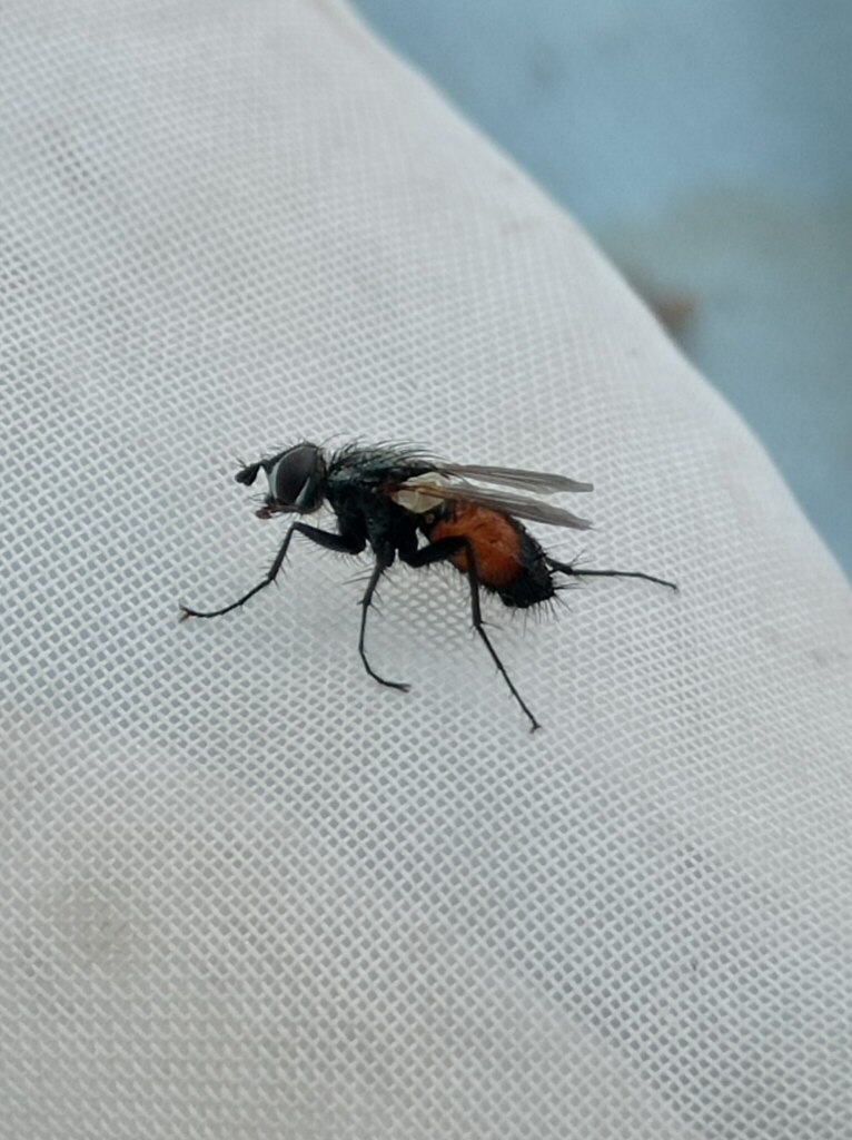 Red Spotted Parasite Fly from Куюргазинский р-н, Респ. Башкортостан ...
