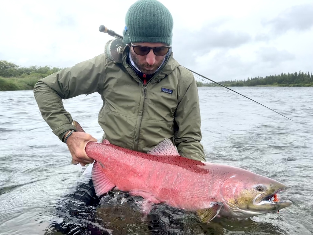 Chinook Salmon from Alagnak River, AK, US on August 15, 2023 at 03:06 ...