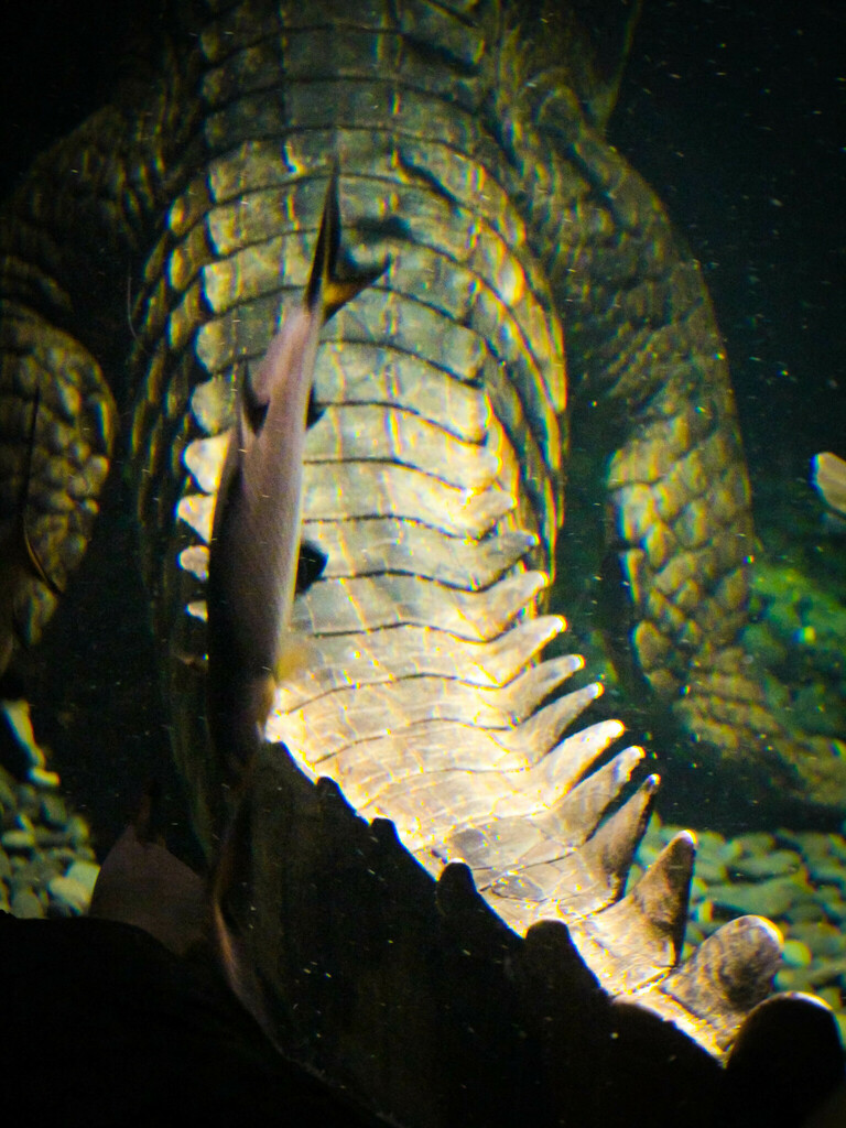 American Alligator from 717 General Booth Blvd, Virginia Beach, VA ...