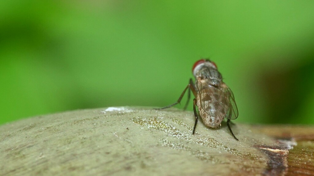 Shoot Flies from Borivali, Mumbai, Maharashtra, India on June 23, 2023 ...