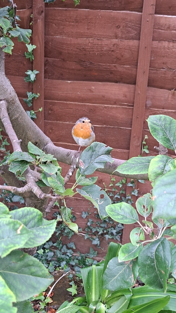 European Robin from East Riding of Yorkshire, England, GB on August 23 ...