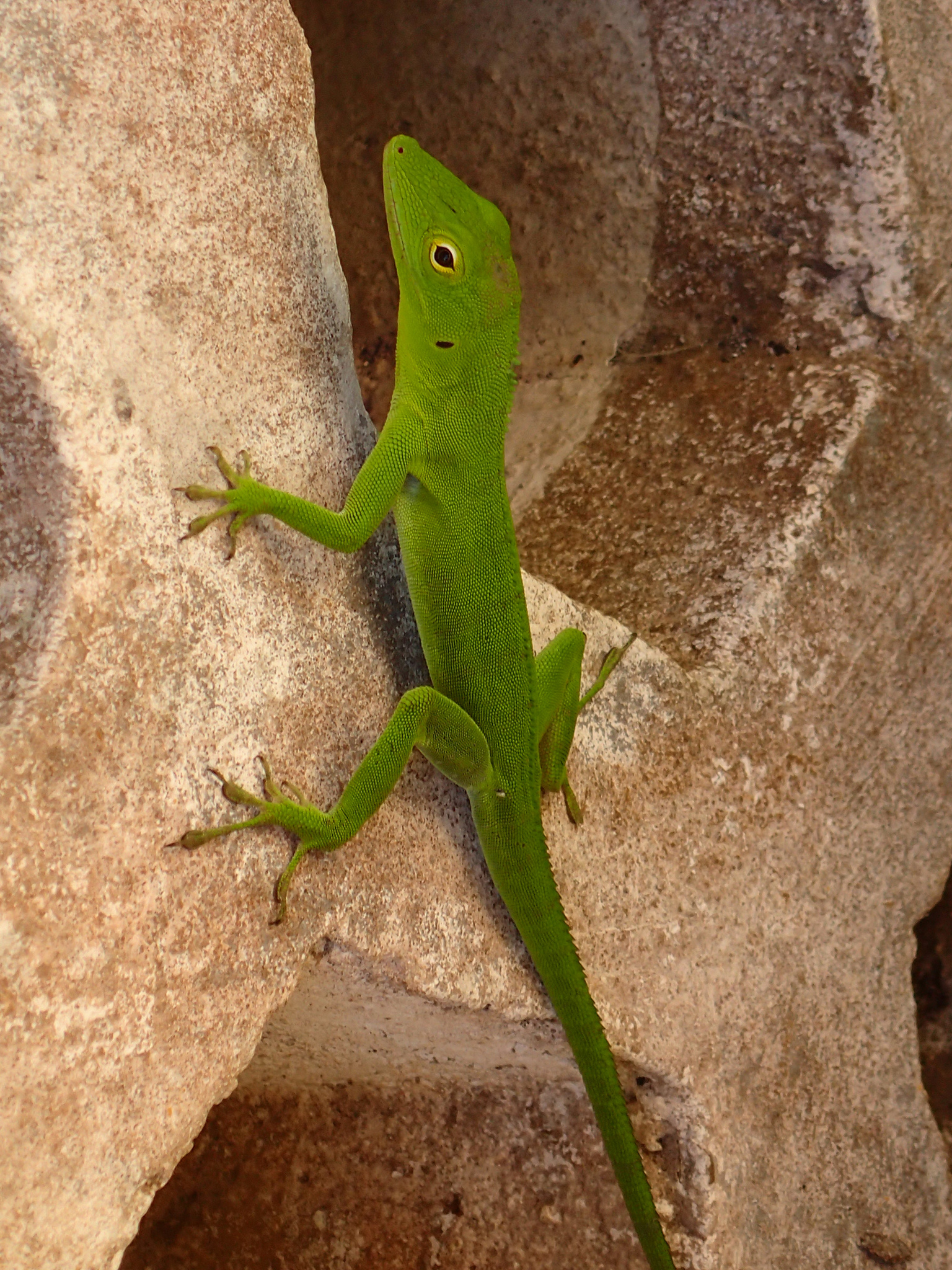 Anolis garmani Stejneger, 1899