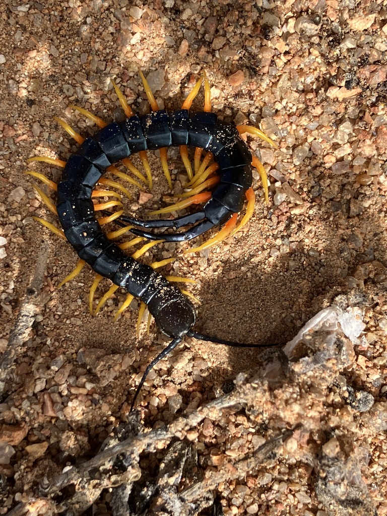 Giant Centipedes from Nama Khoi Rural, Springbok, NC, ZA on August 23 ...