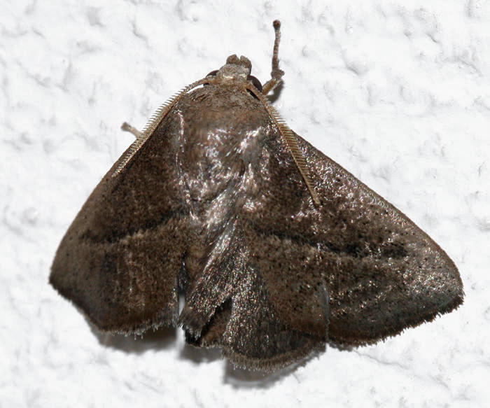 Euprosterna elaea from Asa Wright Nature Center, Trinidad and Tobago on ...