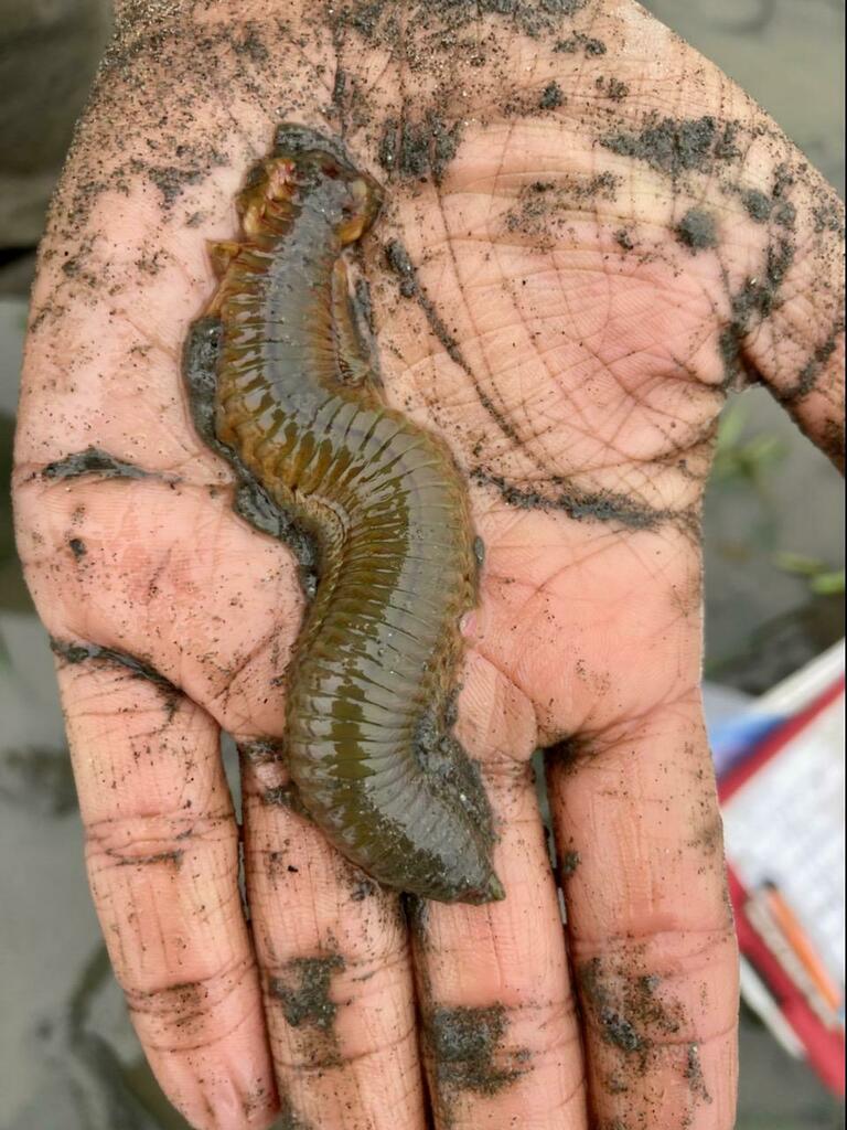 Pile Worm from Grays Harbor County, WA, USA on September 12, 2022 by ...