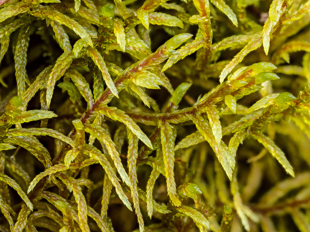 Red-stemmed Feather Moss from Licking County, OH, USA on November 4 ...