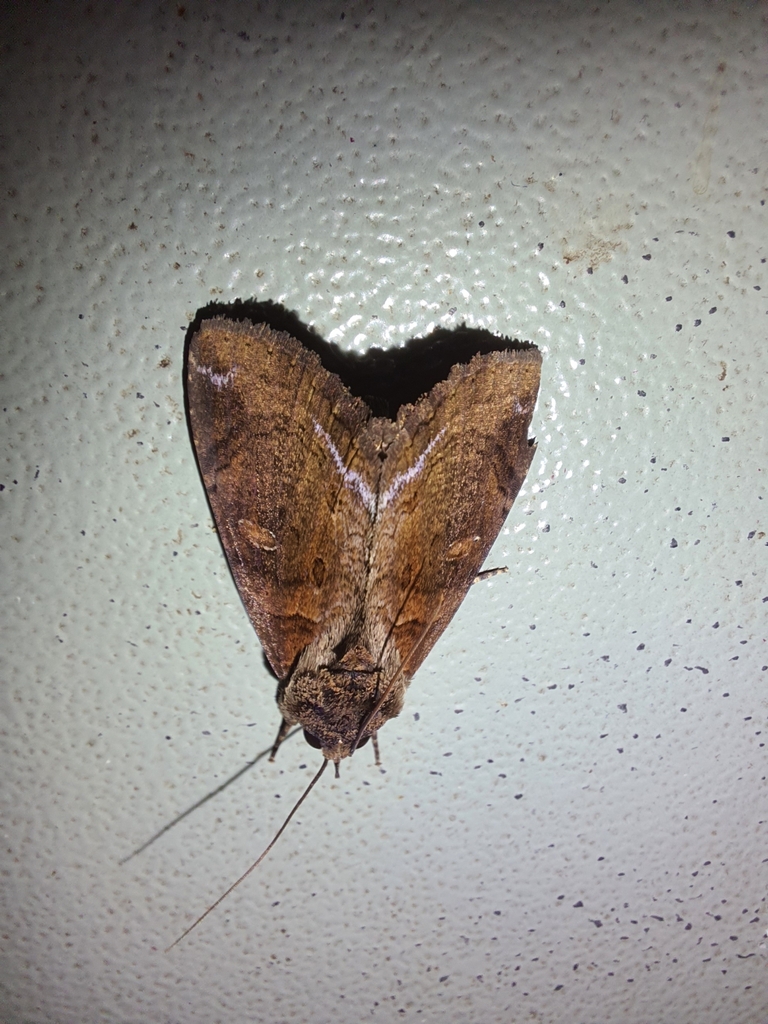 Ercheia cyllaria from XCWX+J7R, Mayyil, Kerala 670602, India on August ...
