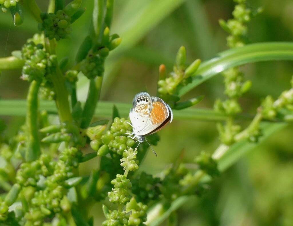 Common Western Pygmy Blue from Pinellas County, FL (Gandy Blvd area) on ...