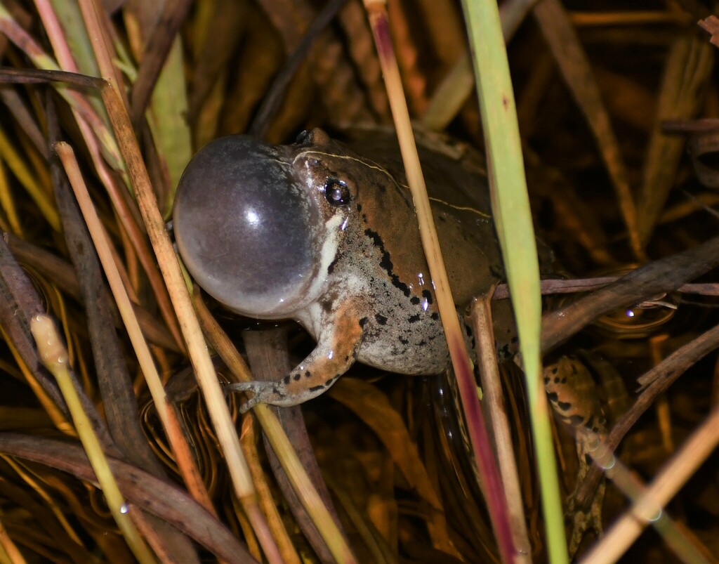 Sheep Frog in August 2023 by Jon McIntyre · iNaturalist