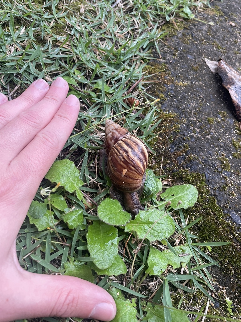 African Giant Snail from Kauai County, HI, USA on March 20, 2022 at 05: ...