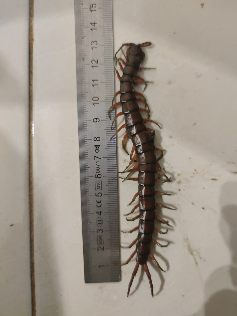 Pacific Giant Centipede from Sada, Mayotte on August 21, 2023 at 08:05 ...