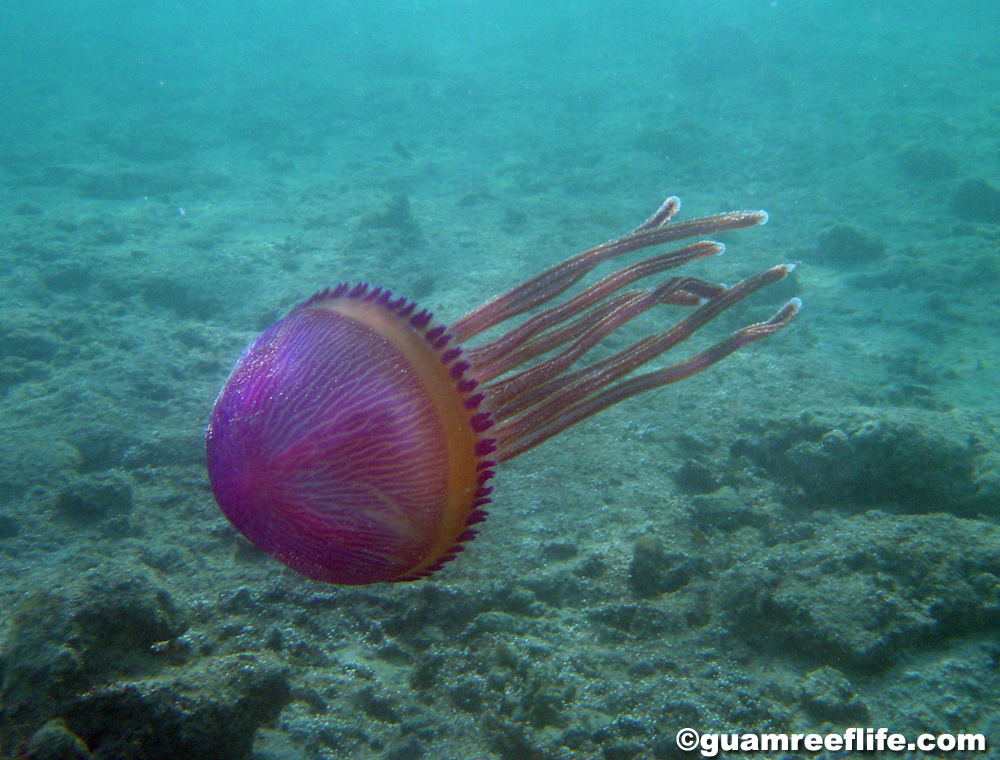 Pelagic Purple Jelly (Jellyfish, Hydrozoans, and Comb Jellies of the ...