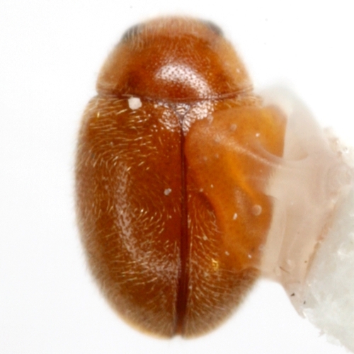 Nephus intrusus · iNaturalist Mexico