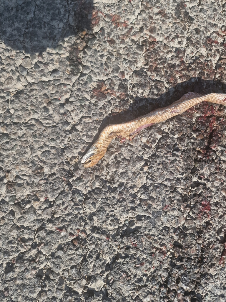 Red-Bellied Racer from Urcadzor, Armenia on August 22, 2023 at 04:44 PM ...