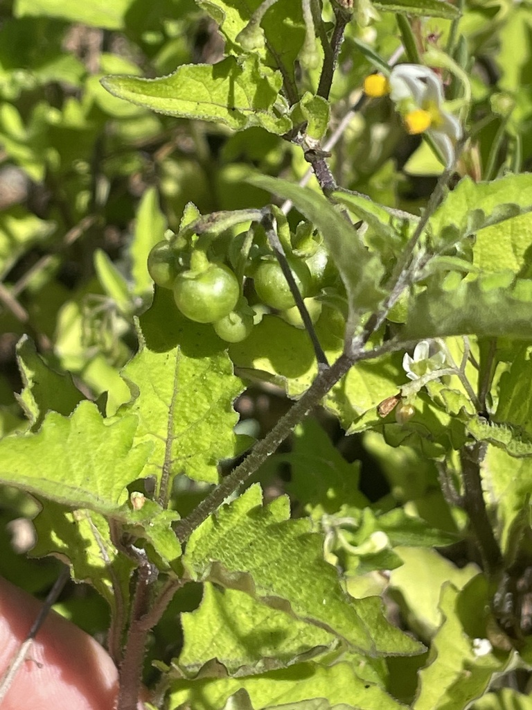 American black nightshade from Fort Ord National Monument, Marina, CA ...