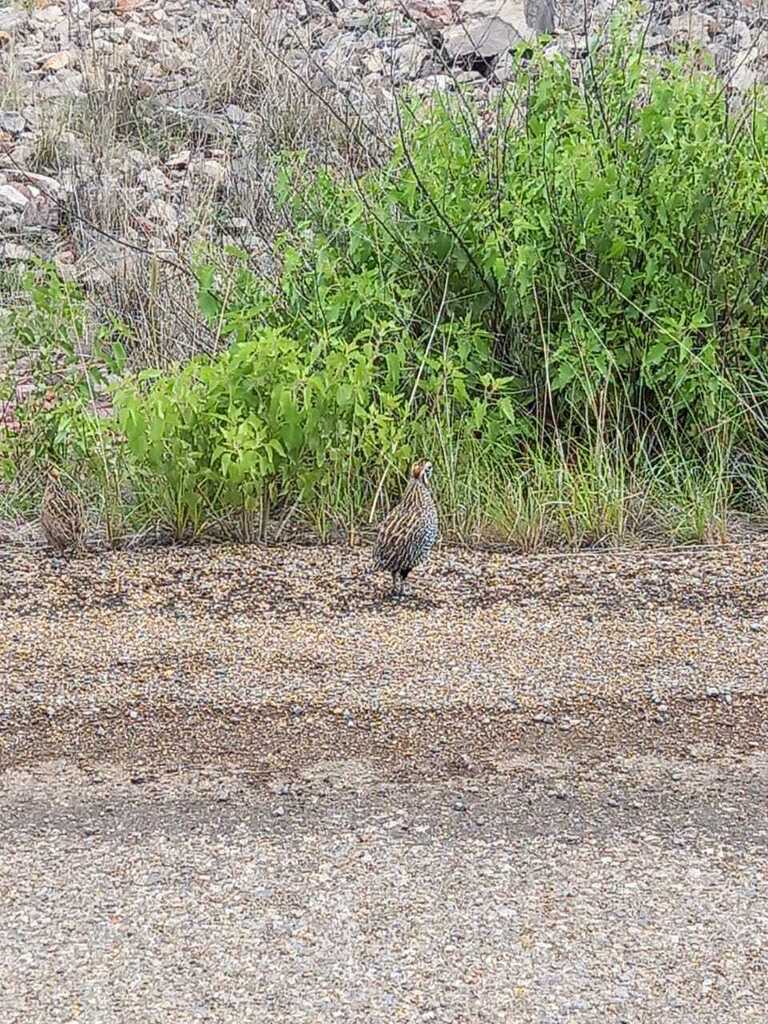 Montezuma Quail from Temósachic, Chih., México on August 16, 2023 at 11 ...