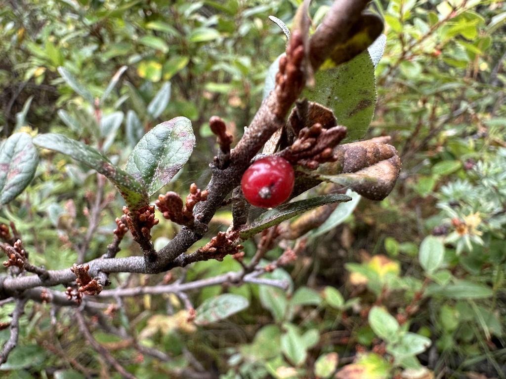 Canadian buffalo-berry from Kananaskis, AB, CA on August 22, 2023 at 04 ...