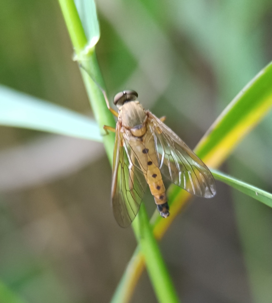 Marsh Snipe Fly from Wiry, Polska on August 23, 2023 at 06:13 PM by ...