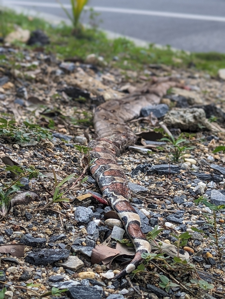 Boa Constrictor from Sangre Grande Regional Corporation, Trinidad and ...