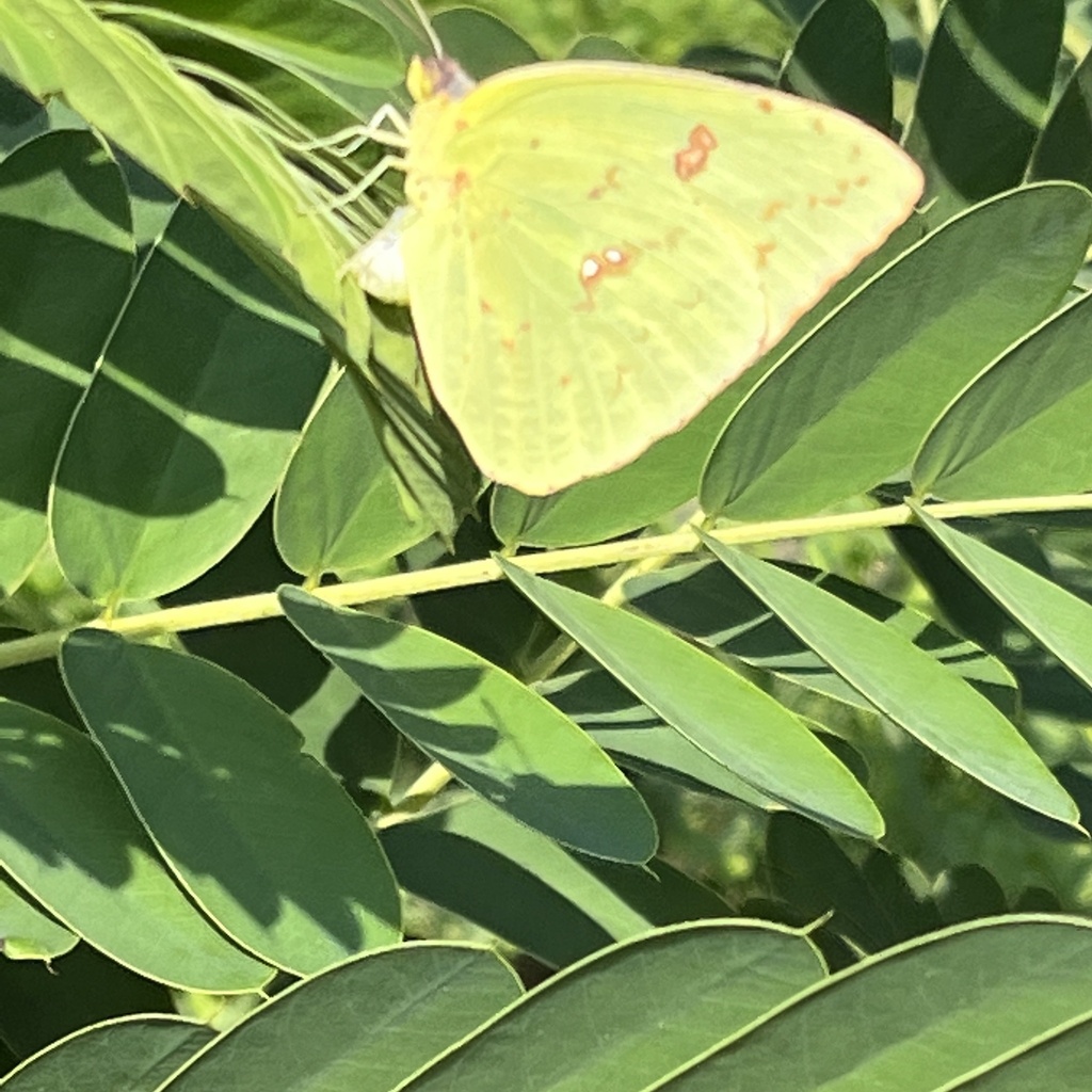 Cloudless Sulphur from Negley Pl, Dayton, OH, US on August 23, 2023 at ...