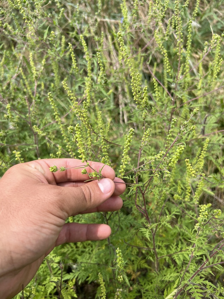 common ragweed in August 2023 by Brady O'Brien · iNaturalist