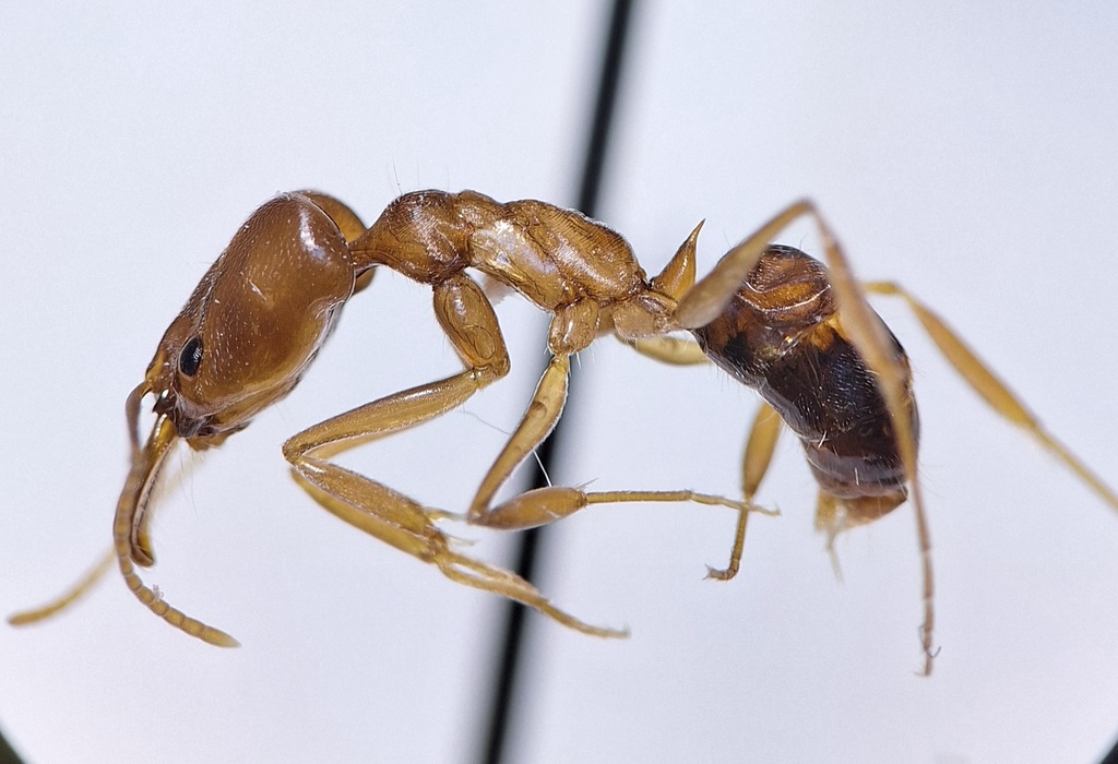 Haematodus-group Trap-jaw Ants from 8JG3+732, Orellana, Ecuador on ...