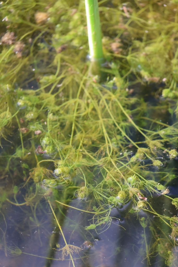 muskgrass from 21339 Lüneburg, Deutschland on August 23, 2023 at 06:00 ...