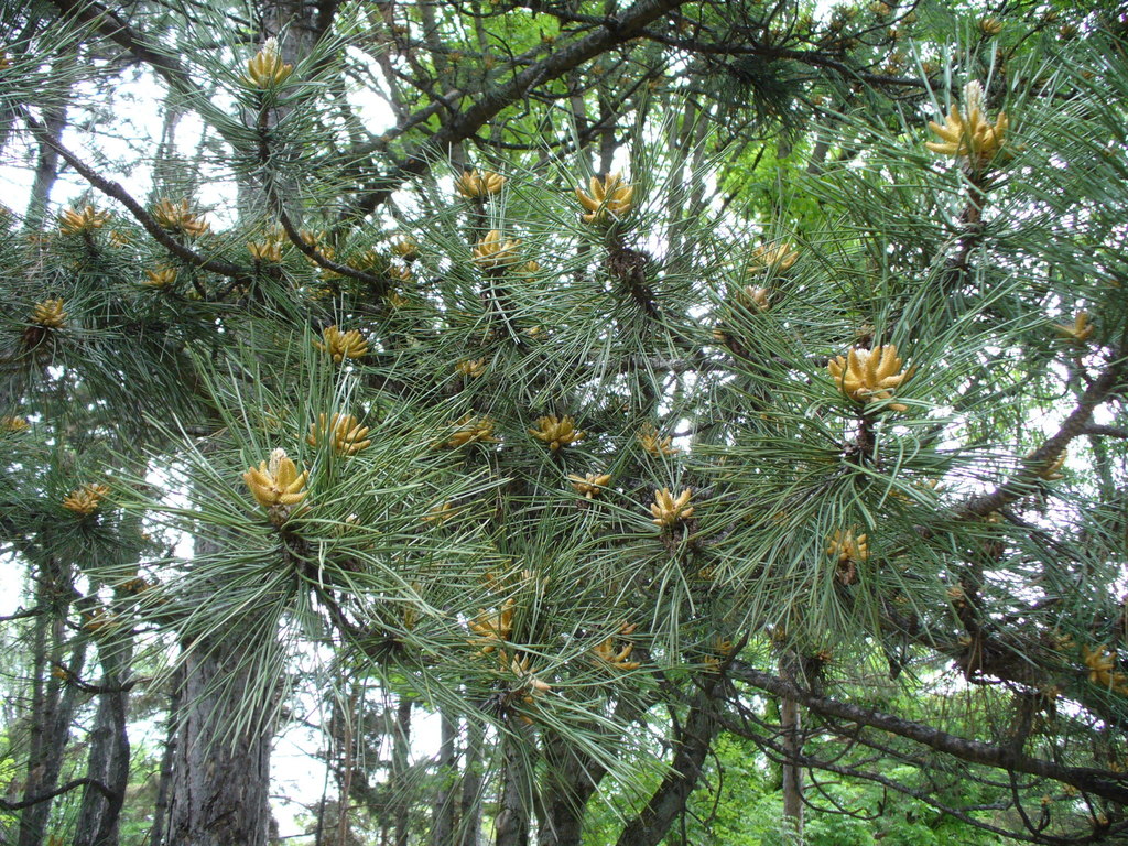 Crimean Pine (Pinus nigra pallasiana) - Botanical Realm