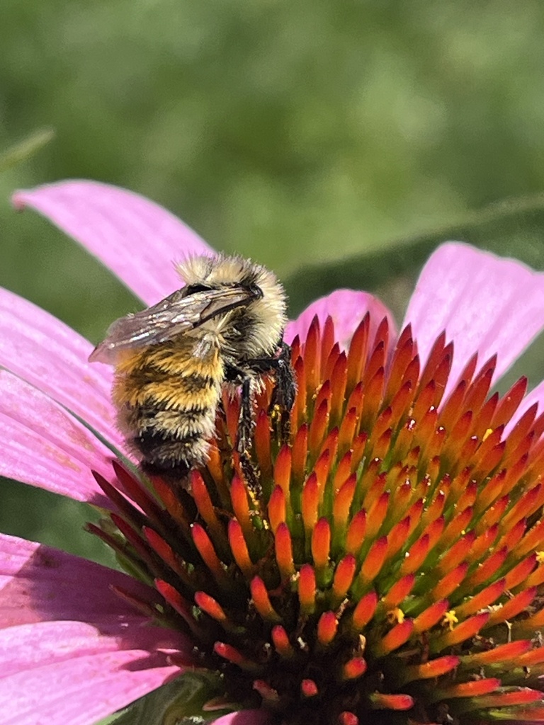 Red-belted Bumble Bee from W 1500 S, Aberdeen, ID, US on August 23 ...