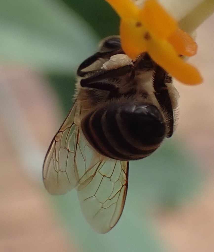 African Honey Bee from Kruger Park Lodge, Hazyview, 1242, South Africa ...
